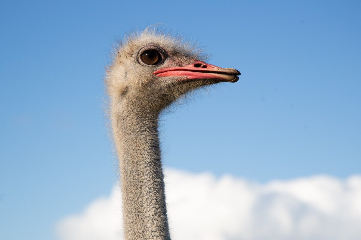 Tiere und Impressionen - Jettes strudsefarm